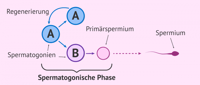 Wie werden Spermien gebildet? Phasen der Spermatogenese