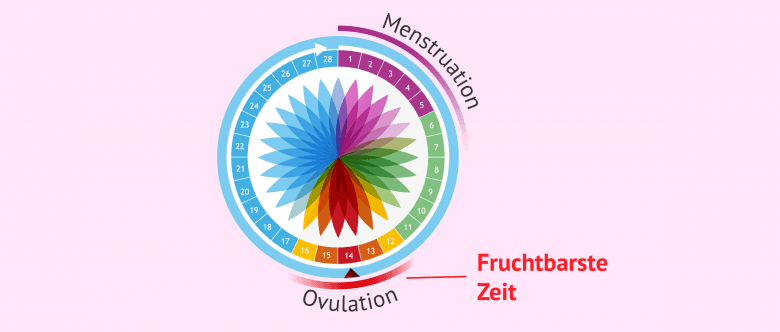 Welche Faktoren haben Einfluss auf die Fruchtbarkeit?